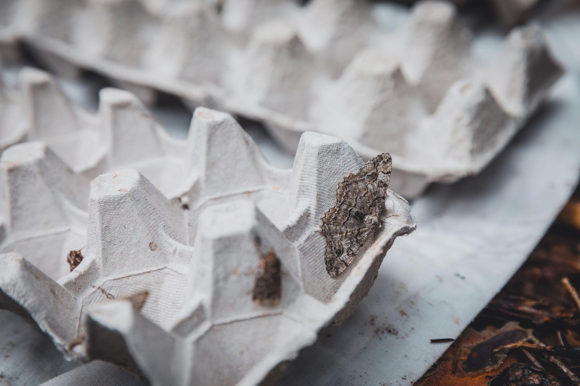 Cairngorms Connect | Celebrating Moth Night