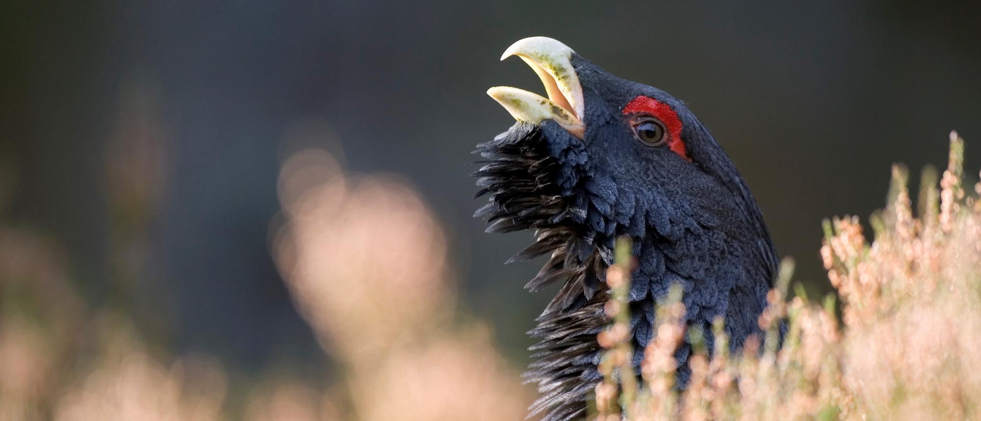 Cairngorms Connect | The Secret Life of Capercaillie