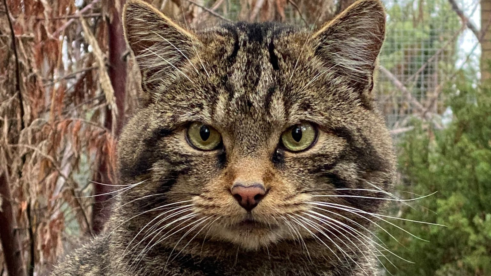 Cairngorms Connect | First-ever Scottish wildcat release approved for ...